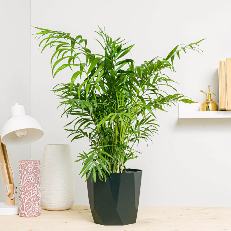 Plantas de interior que limpian el aire de tu casa - WeLife