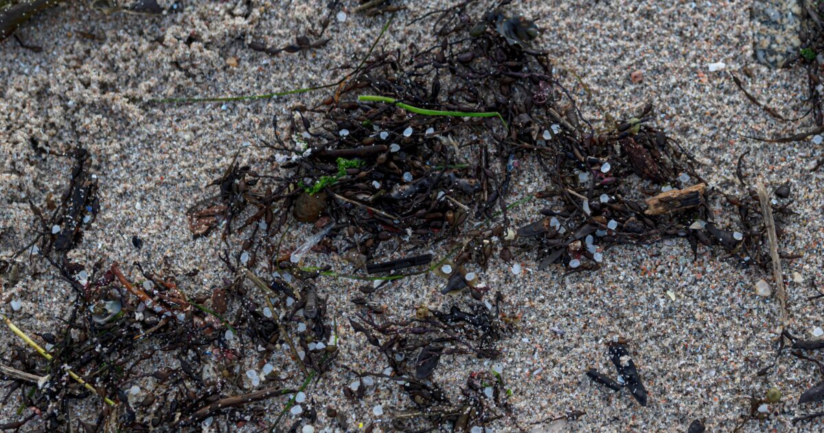 Vertido de pellets: todo lo que necesitas saber - WeLife